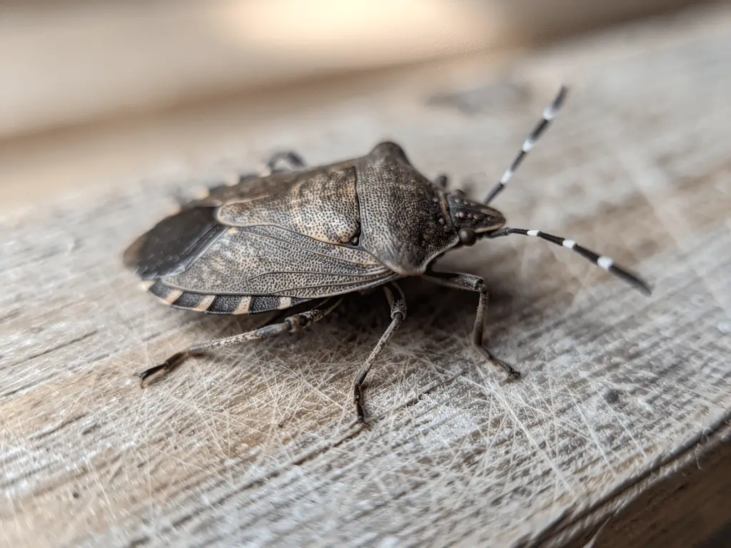 Punaise marron dans la maison : signification, causes et que faire ...